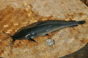 7 Fish That Can Walk on Land