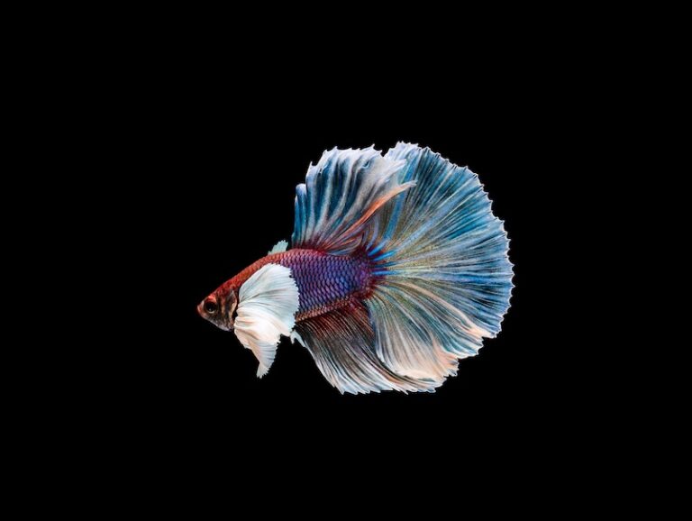 How to Tell If Your Betta Fish Is Happy: 7 Signs to Look For