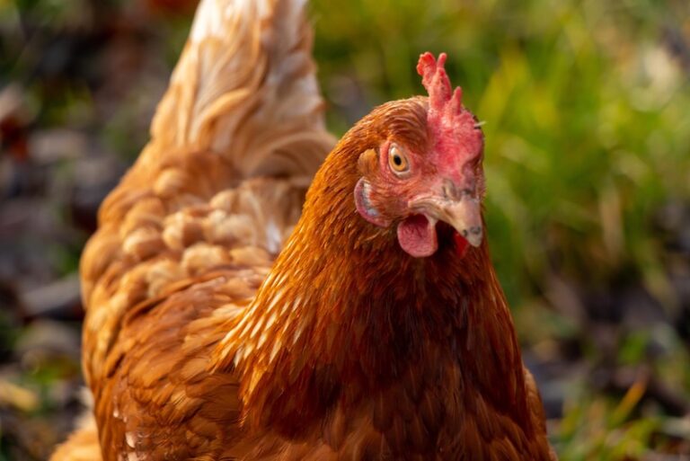 10 Interesting Facts About Chickens