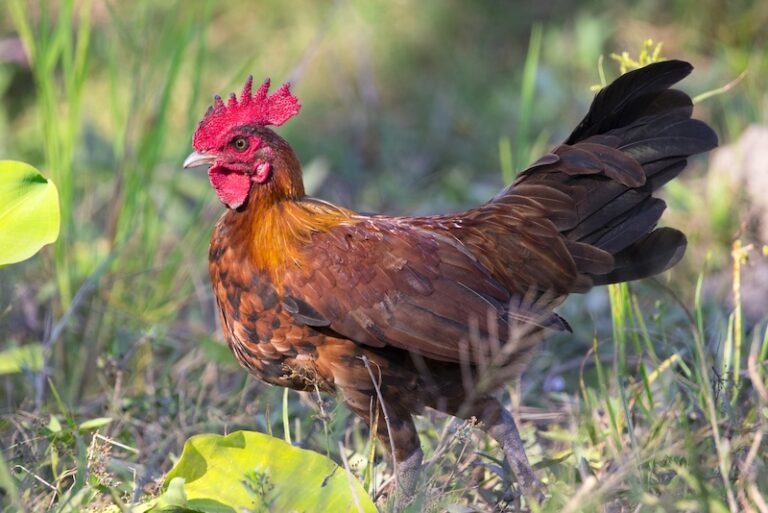 10 Interesting Facts About Chickens