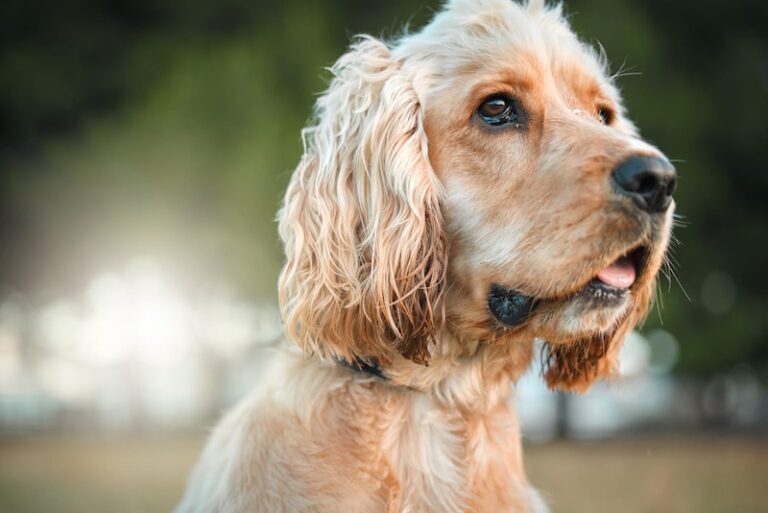 10 Dog Breeds That Are More Prone to Rage Syndrome