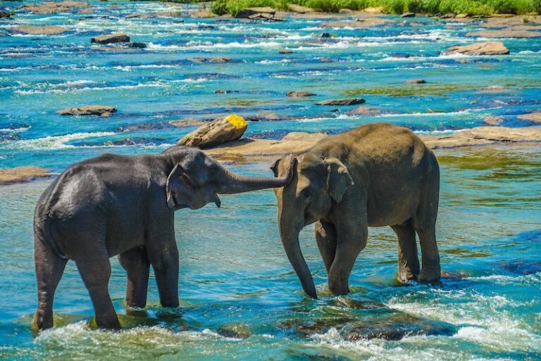 10 Interesting Facts About Elephants