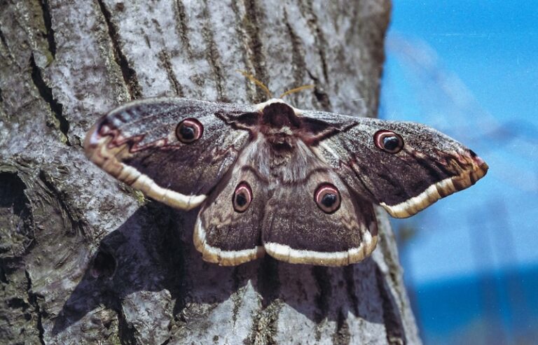10 Things You Didn't Know About Moths