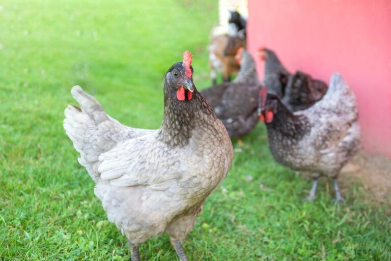 10 Interesting Facts About Chickens