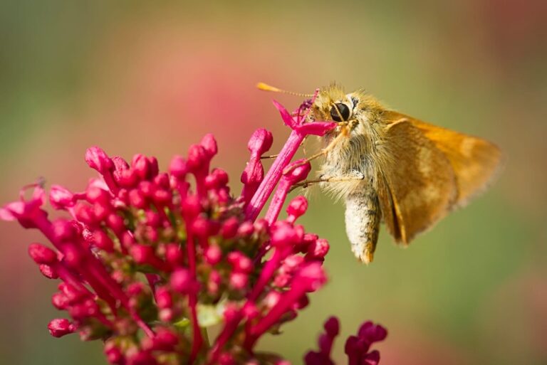 10 Things You Didn't Know About Moths