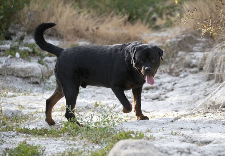 10 Interesting Facts About Rottweilers