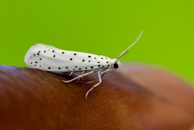 10 Things You Didn't Know About Moths