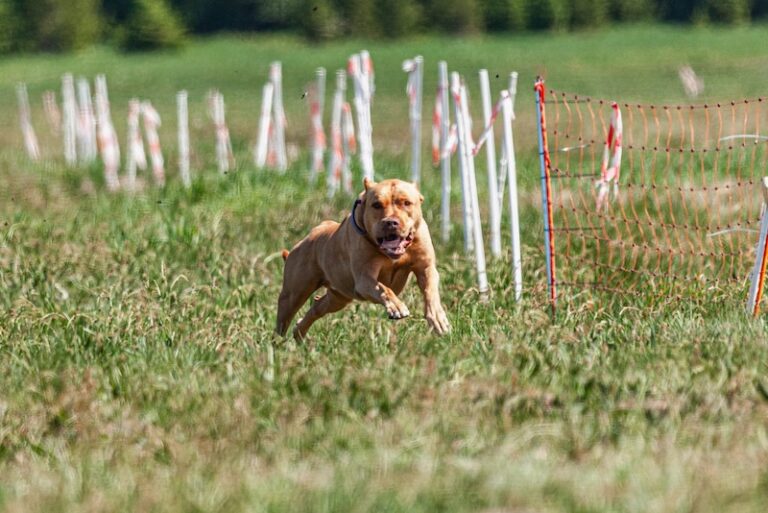 10 Interesting Facts About Pit Bulls