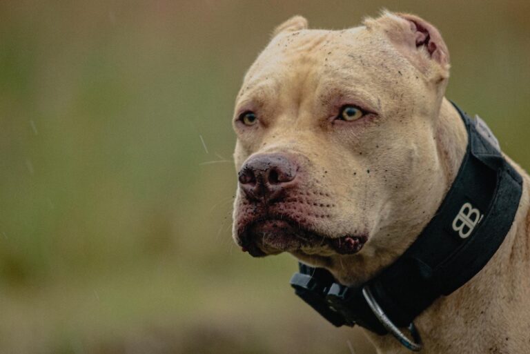10 Interesting Facts About Pit Bulls