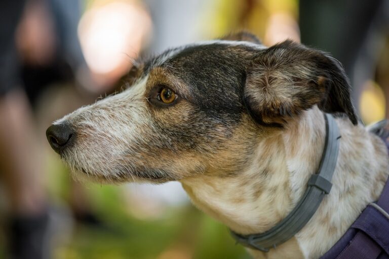 10 Interesting Facts About Mixed Breed Dogs