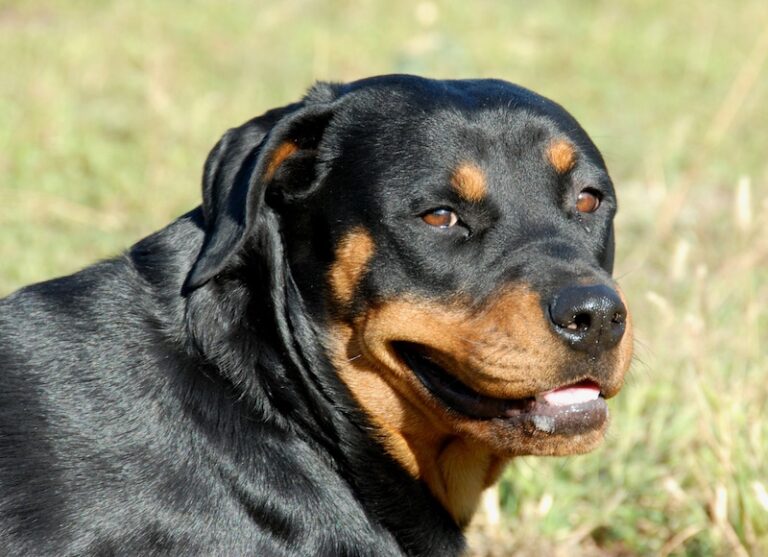 10 Interesting Facts About Rottweilers