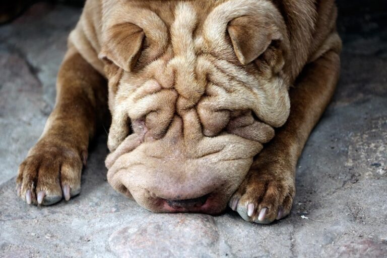 10 Dog Breeds That Are Famous for Their Wrinkles