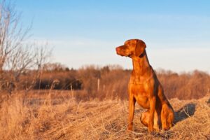 10 Dog Breeds That Are the Best at Climbing
