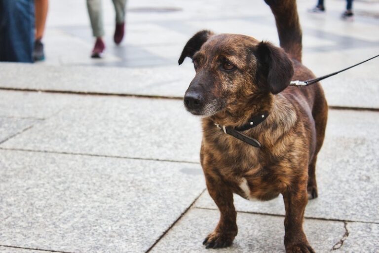 10 Interesting Facts About Mixed Breed Dogs