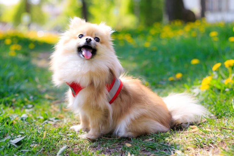 10 Most Popular Small Dog Breeds in the U.S.