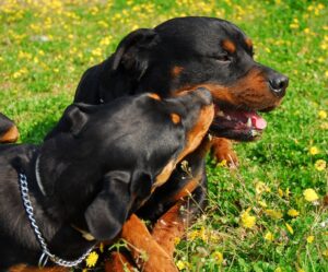 10 Interesting Facts About Rottweilers