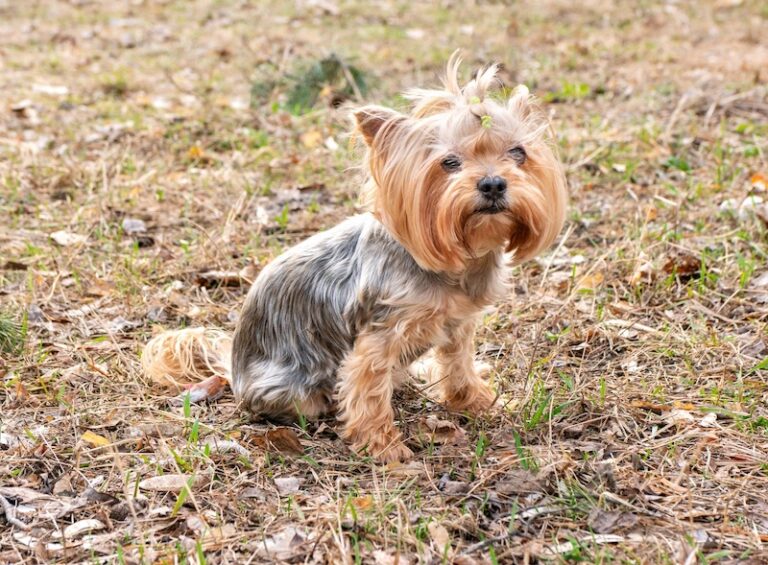 10 Interesting Facts About Yorkshire Terriers