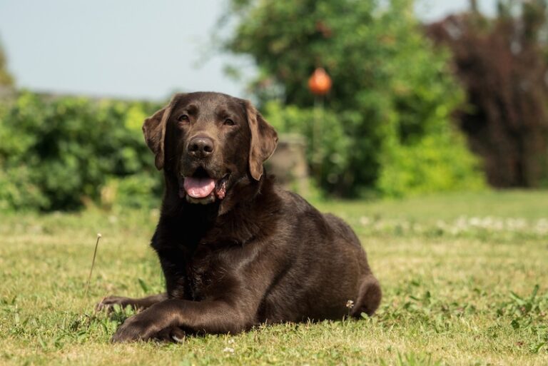 10 Dog Breeds That Are Known for Being Goofy