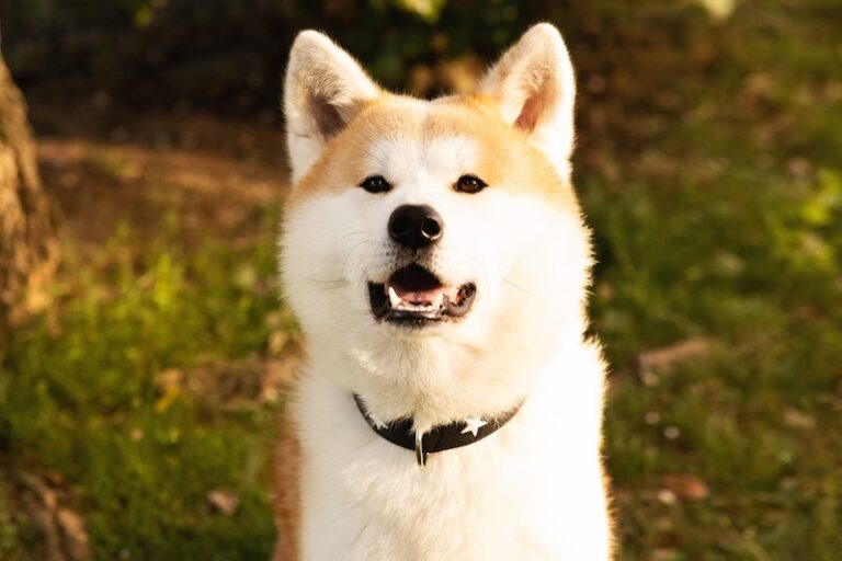 10 Dog Breeds That Were Bred for Fighting