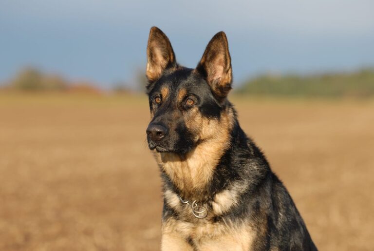 10 Dog Breeds That Are Good at Sensing Danger