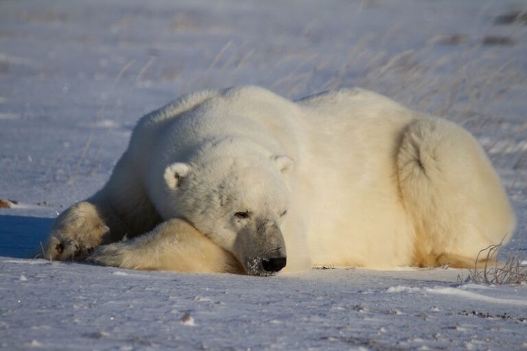 10 Things You Didn't Know About Polar Bears