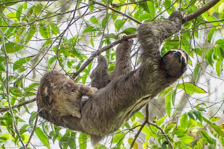 10 Interesting Facts About Sloths