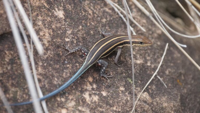 10 Reptiles That Can Regrow Their Tails
