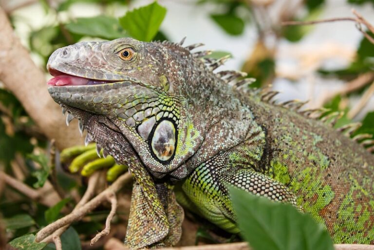 10 Reptiles That Can Live for Over 20 Years