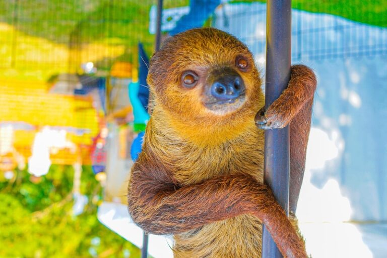 10 Interesting Facts About Sloths