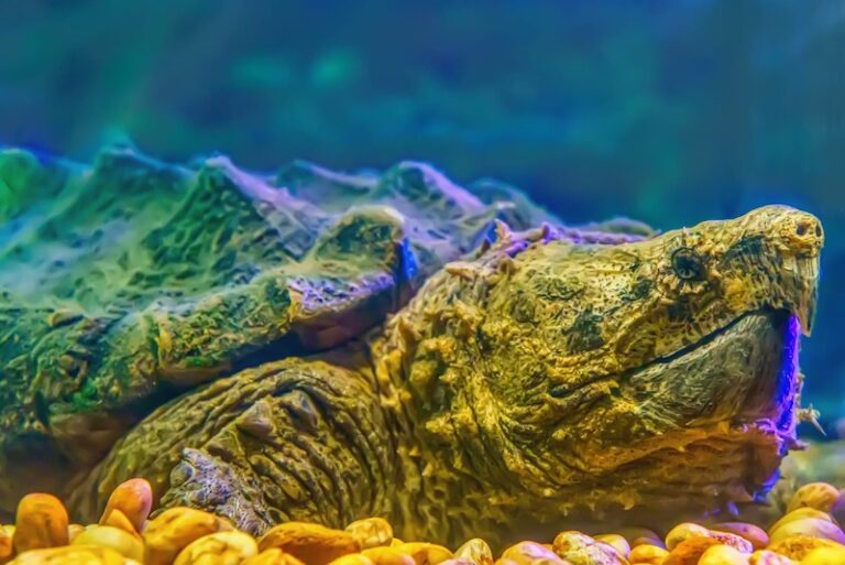 15 Reptiles That Look Like Mini Dinosaurs