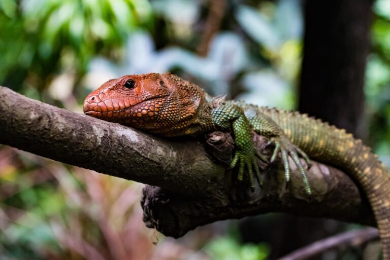 15 Reptiles That Look Like Mini Dinosaurs