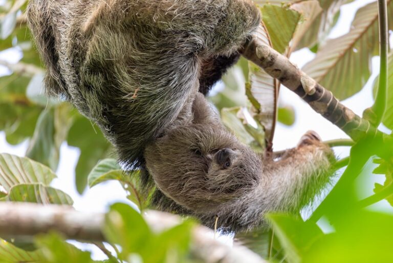 10 Interesting Facts About Sloths