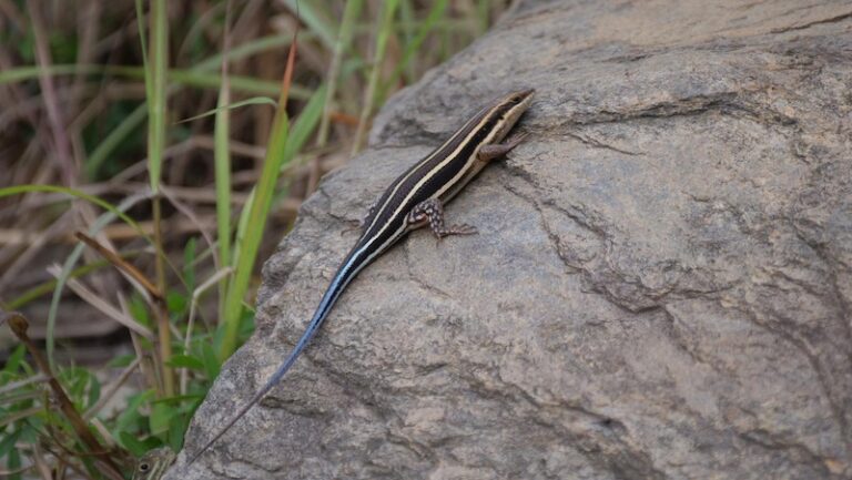 10 Reptiles That Can Regrow Their Tails