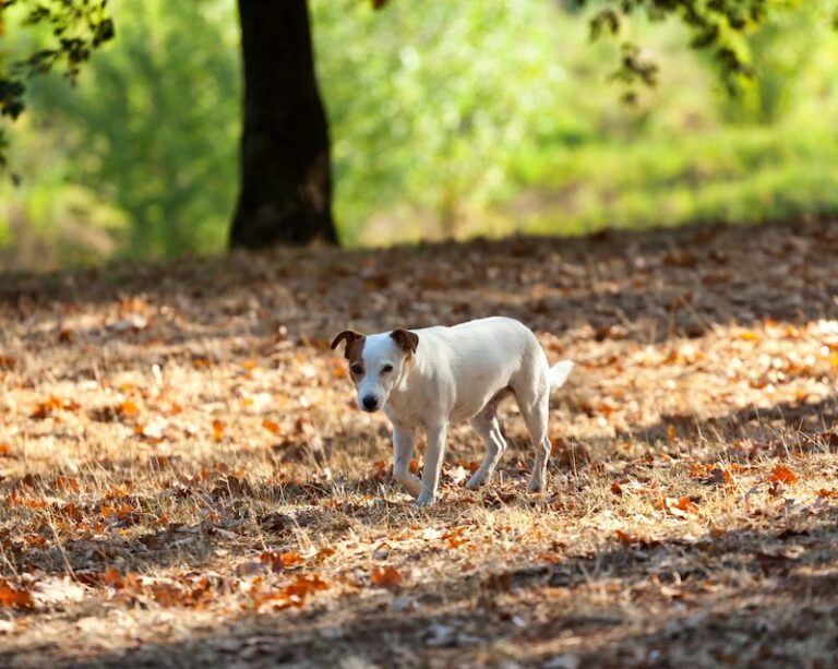 10 Dog Breeds That Do Best with Early Risers