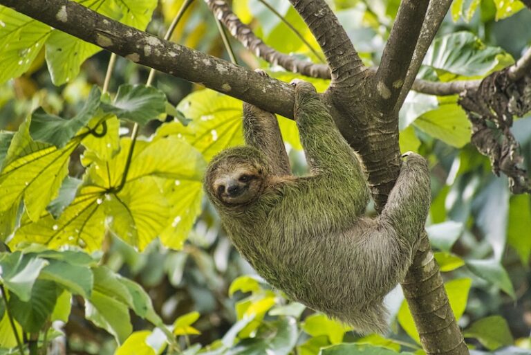 10 Interesting Facts About Sloths