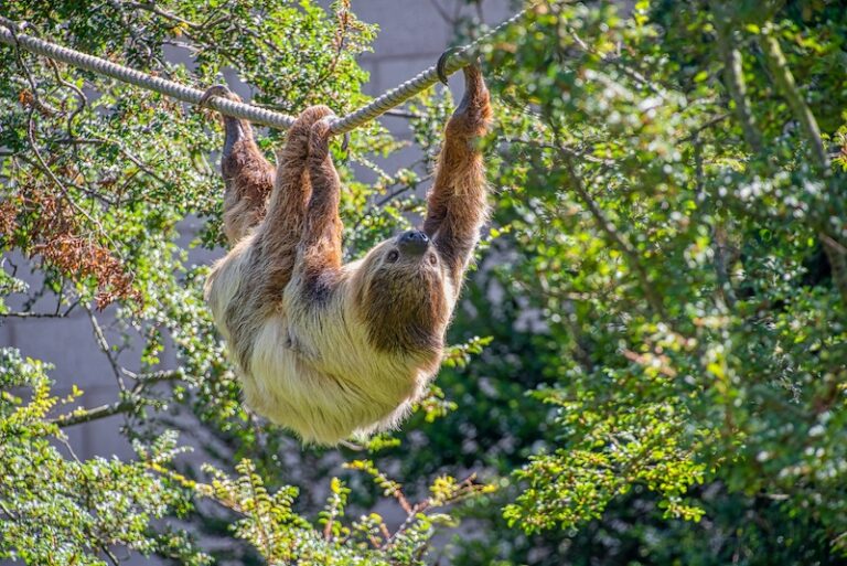 10 Interesting Facts About Sloths