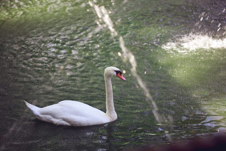 10 Most Graceful Animals in the World