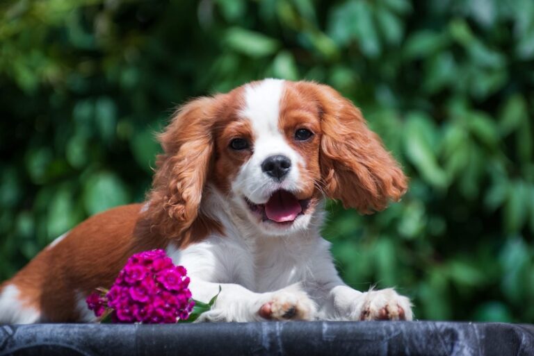 Forever Puppy Breed