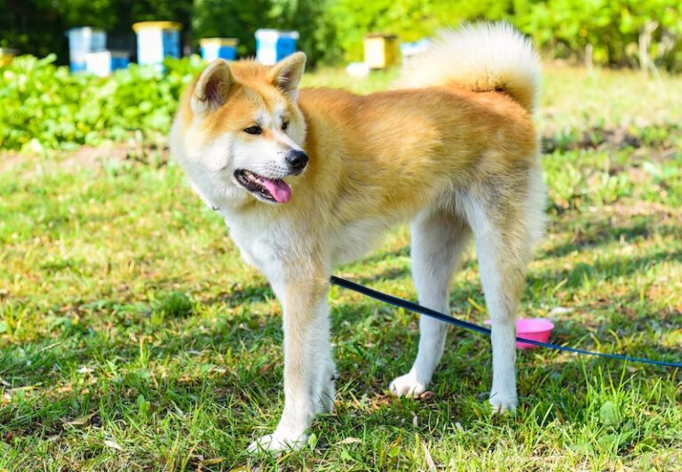 10 Dog Breeds with the Strongest Instincts