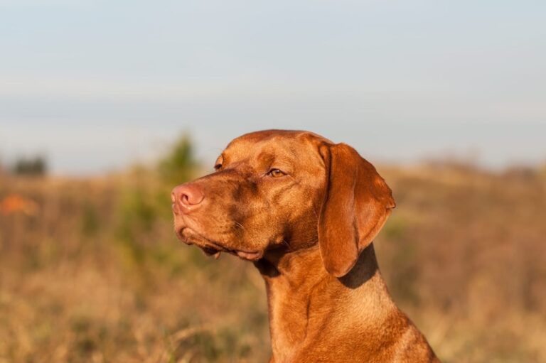 10 Dog Breeds That Are Total Velcro Dogs