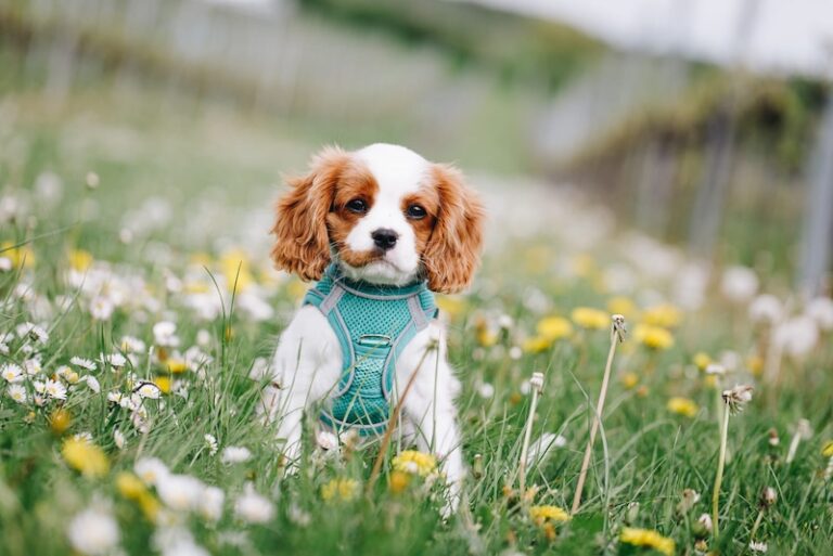 10 Dog Breeds That Make the Best First Dogs