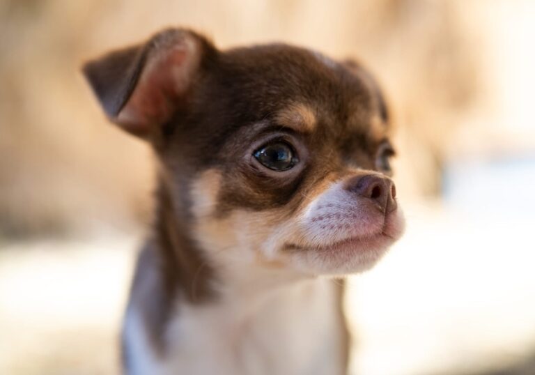 10 Most Popular Small Dog Breeds in the U.S.