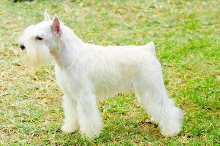 10 Dog Breeds with Short Tails