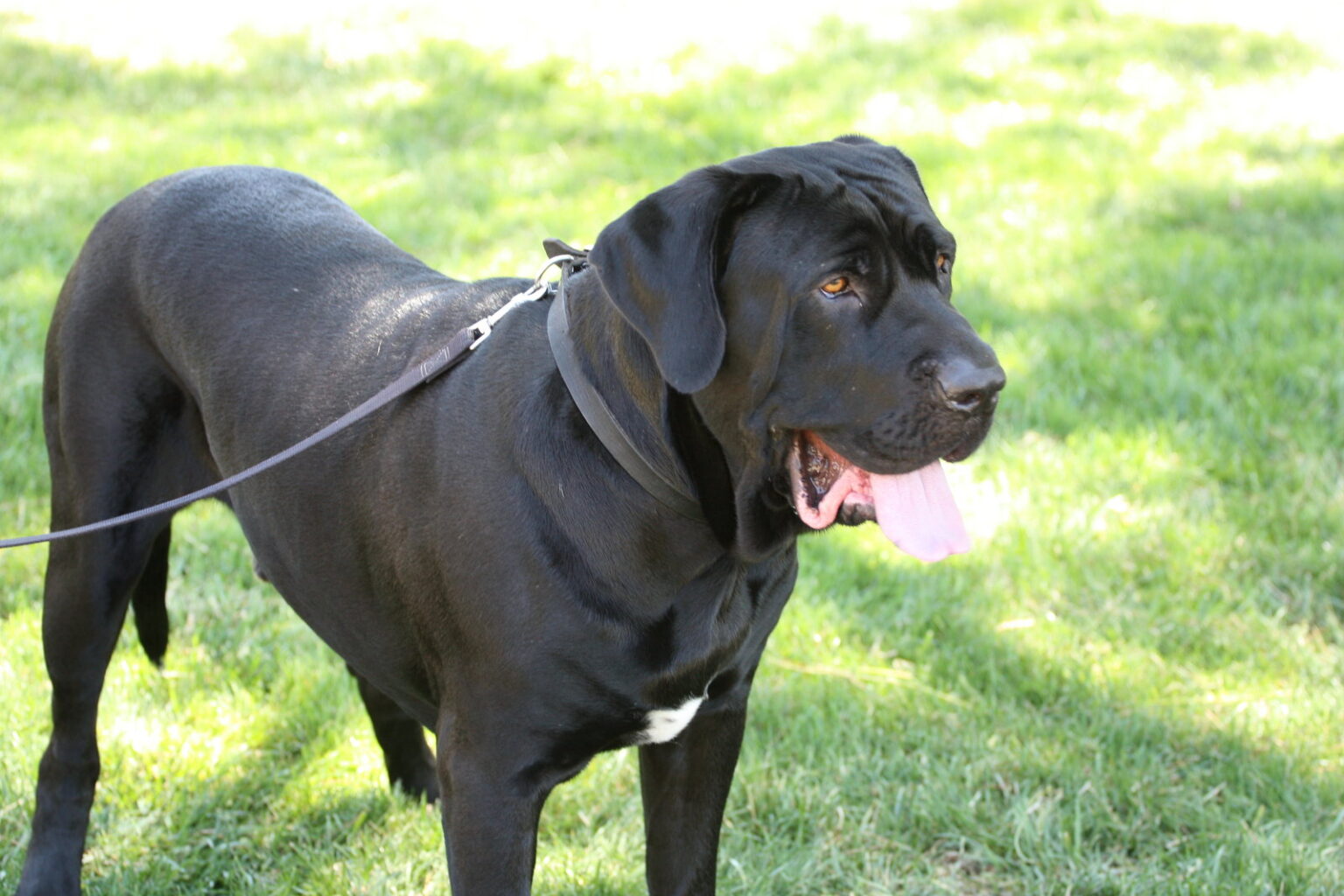 10 Dog Breeds That Were Bred for Fighting