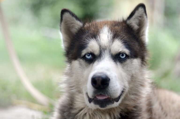 Dog Breeds Most Closely Related to Wolves