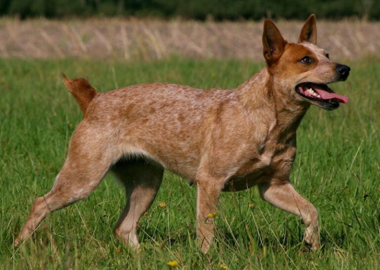 10 Dog Breeds with Short Tails