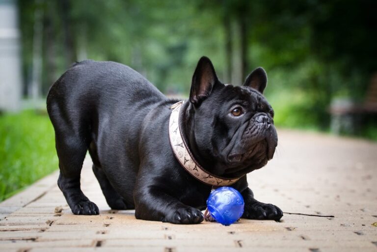 10 Dog Breeds with Short Tails