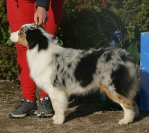 10 Dog Breeds with Short Tails