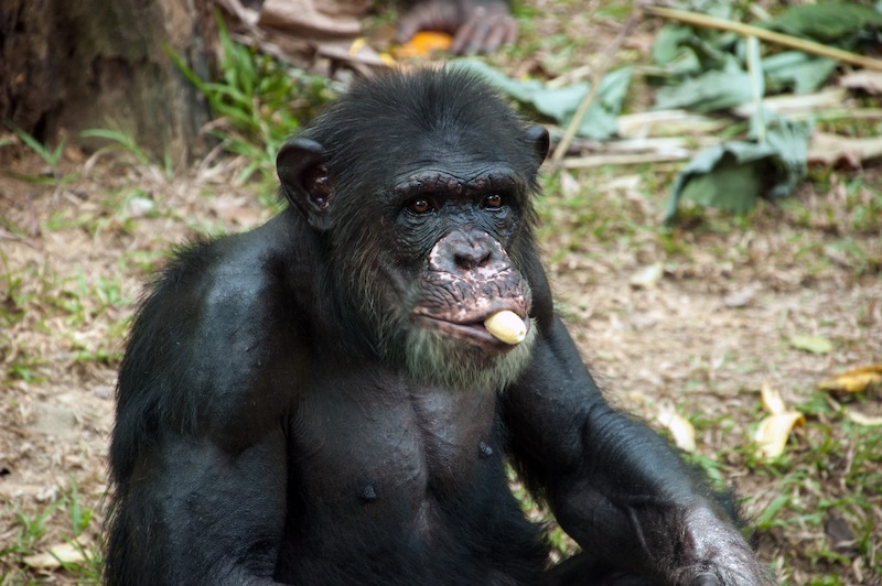 The Most Dangerous Animals To Keep As Pets The Most Dangerous Animals To Keep As Pets