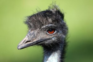 The 10 Most Dangerous Birds